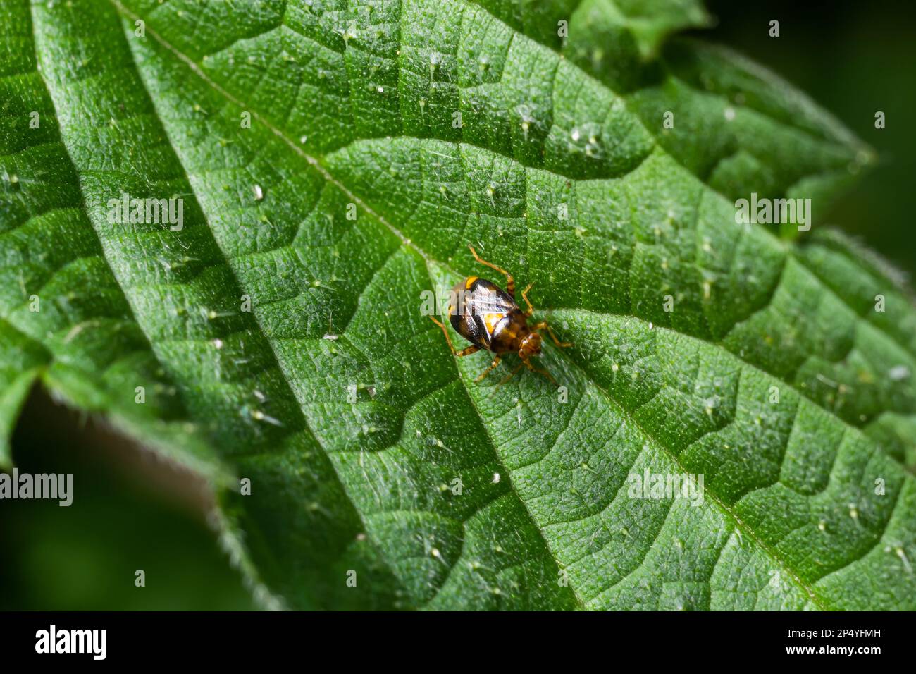 June bug hi-res stock photography and images - Alamy