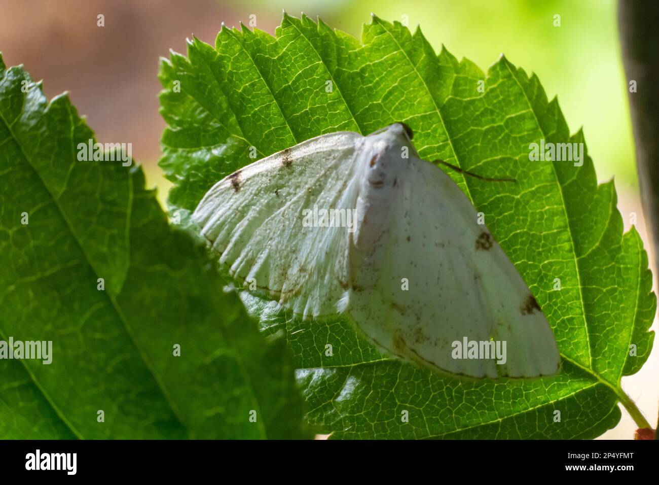 Lomographa temerata, the clouded silver, is a moth of the family ...