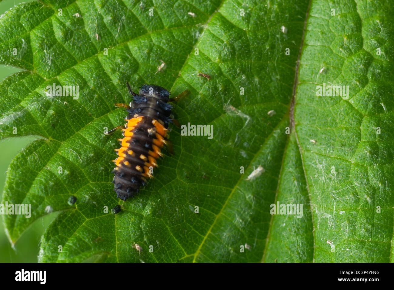 Black Ladybug Larvae