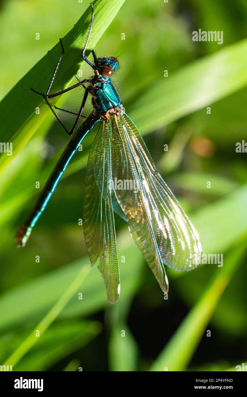 Blue green insect with wings hi-res stock photography and images - Alamy