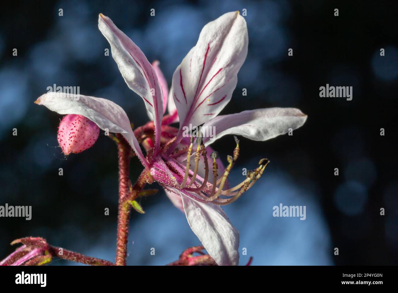 Burning-bush, Dictamnus albus. Dictamnus is a genus of flowering plant ...