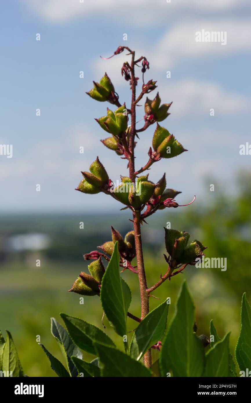 Seeds on stalks Dictamnus Albus is a genus of flowering plant in the ...