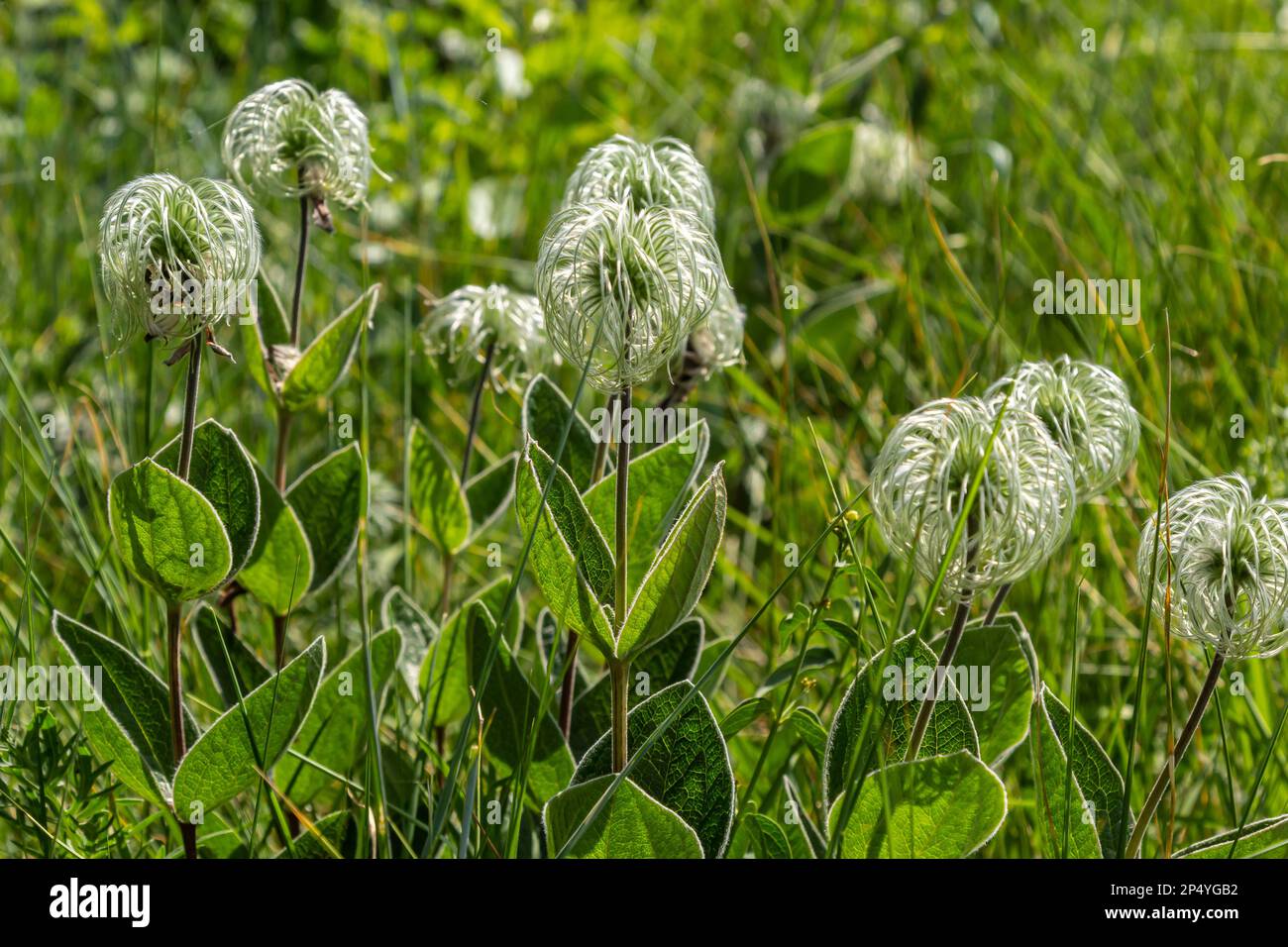 Group of seeds on stems Sugarbowls Leatherflowers in alpine field Stock ...