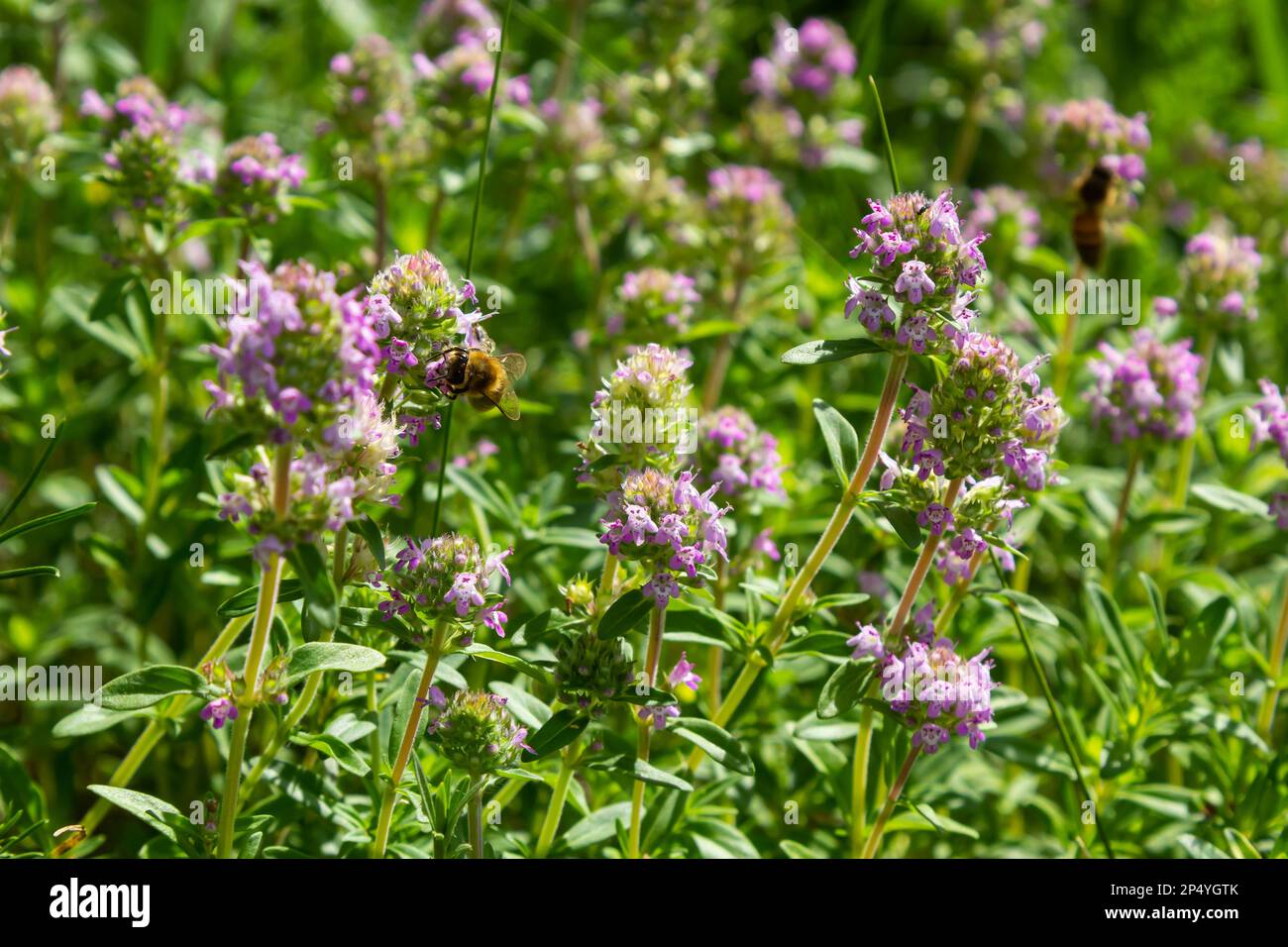 Fresh, blooming pink thyme in green grass. Wild Thymus serpyllum plants ...
