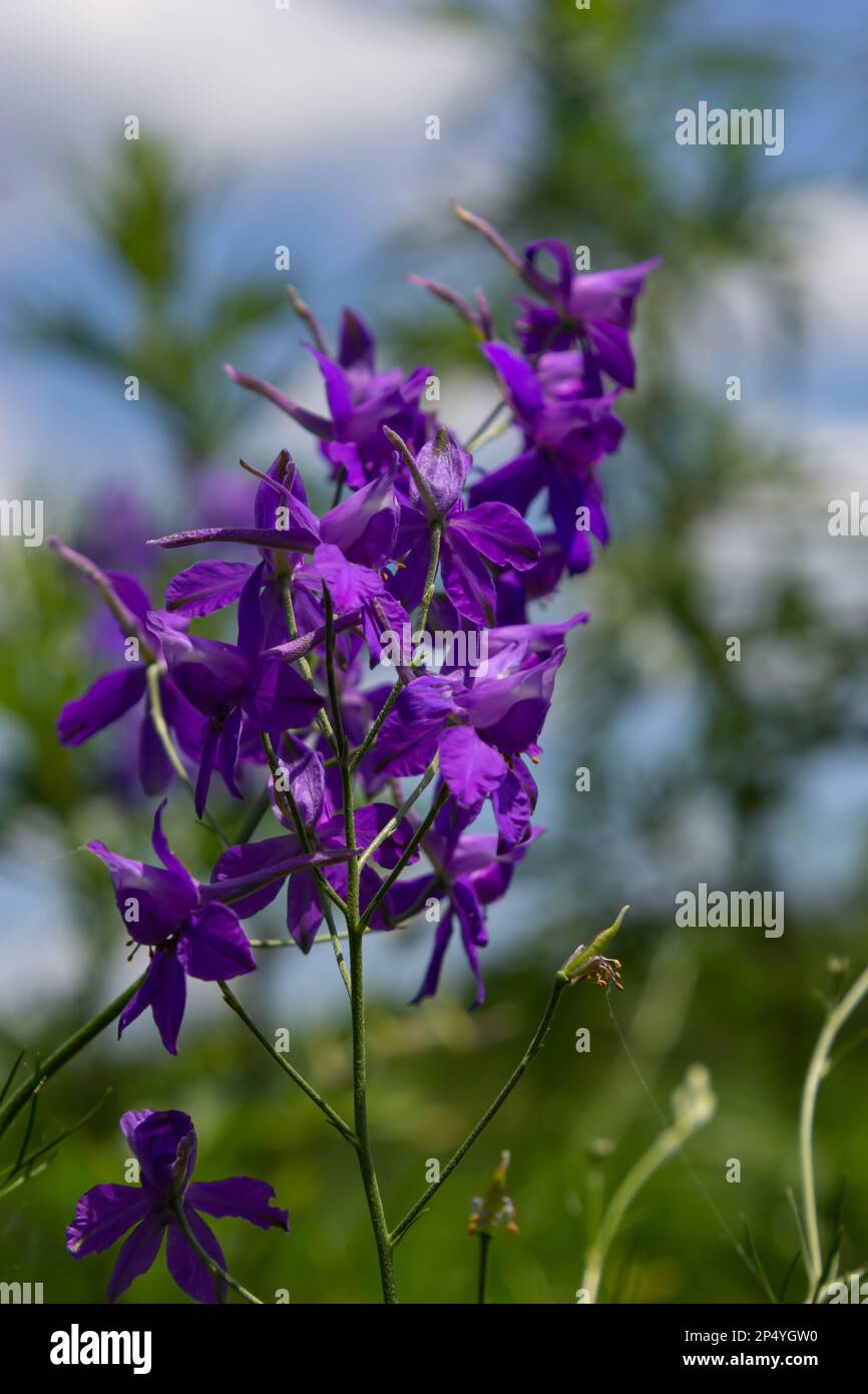 Consolida regalis, forking larkspur, rocket-larkspur, and field ...