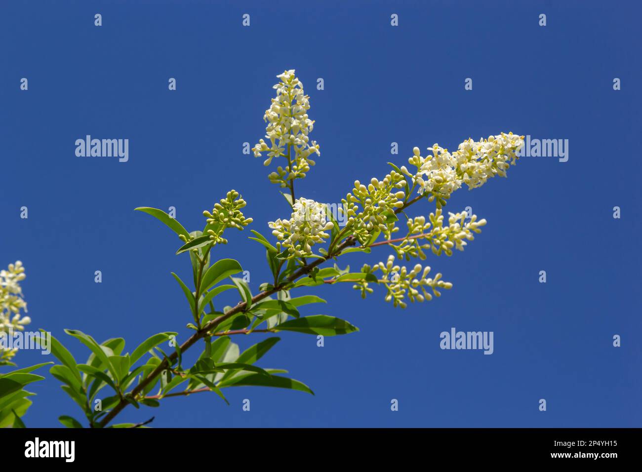 Flowering European privet or Ligustrum vulgare with white flowers and ...