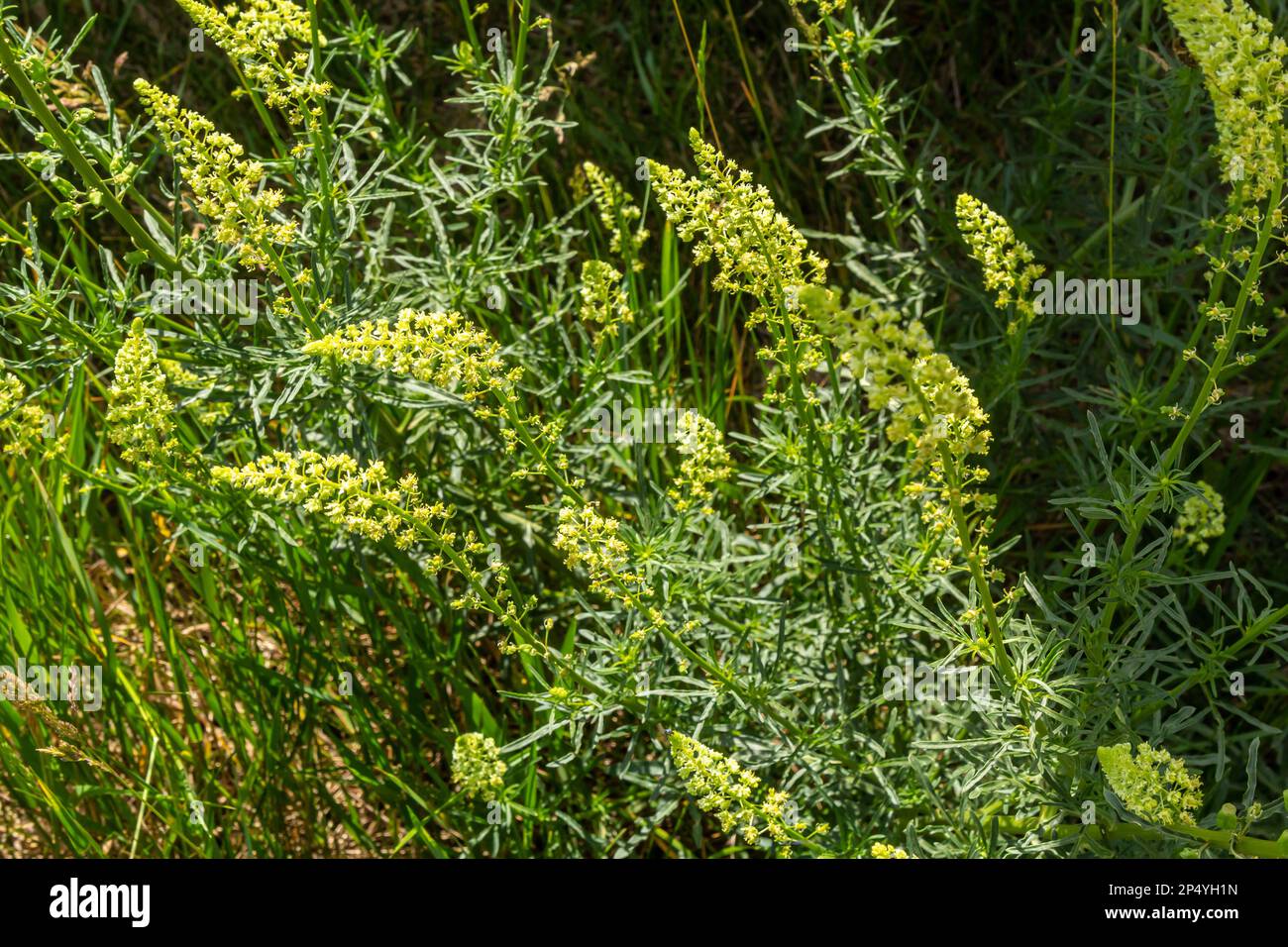 Mignonette flower hi-res stock photography and images - Alamy