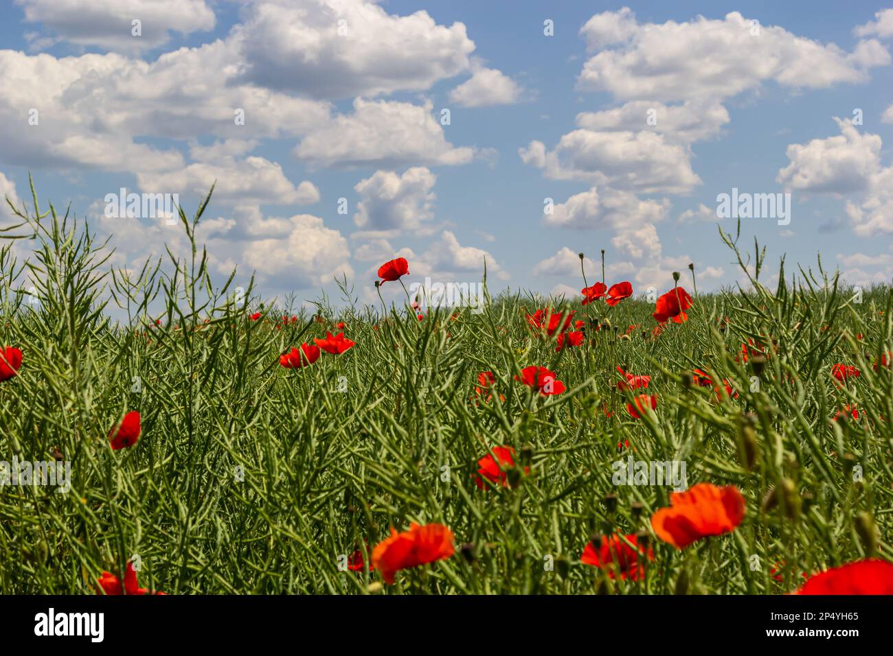 Wild flowers names hi-res stock photography and images - Alamy