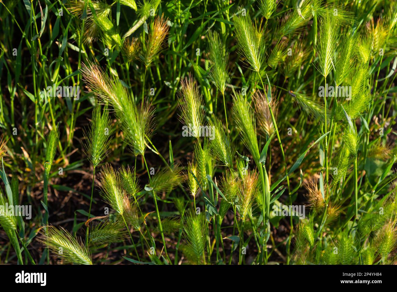 In the wild, as a weed grows barley Hordeum murinum Stock Photo - Alamy