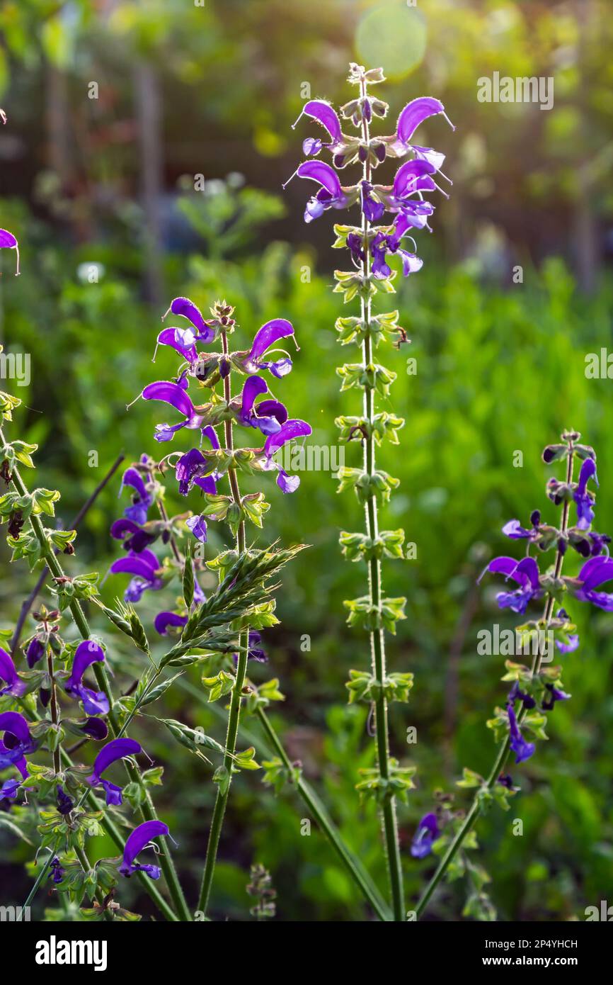 Salvia pratensis is native to europe hi-res stock photography and ...