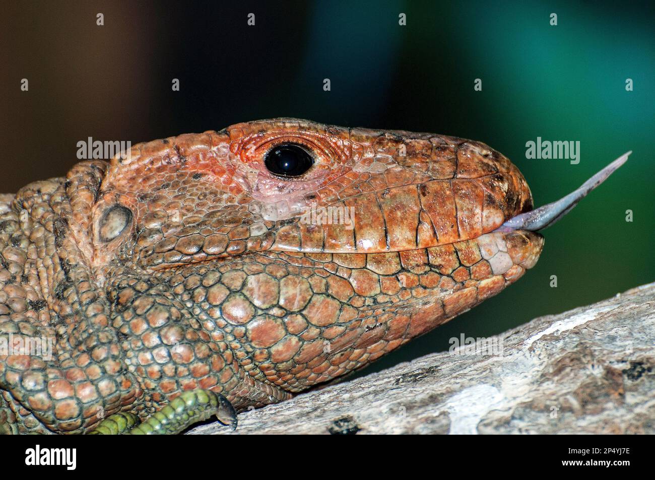 Caiman lizard dracaena guianensis hi-res stock photography and images ...