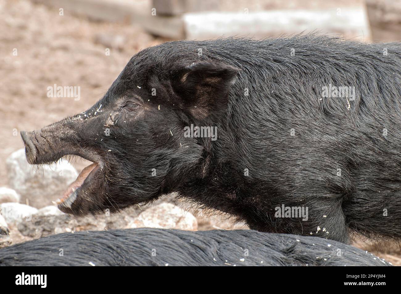 Heritage breed hi-res stock photography and images - Alamy