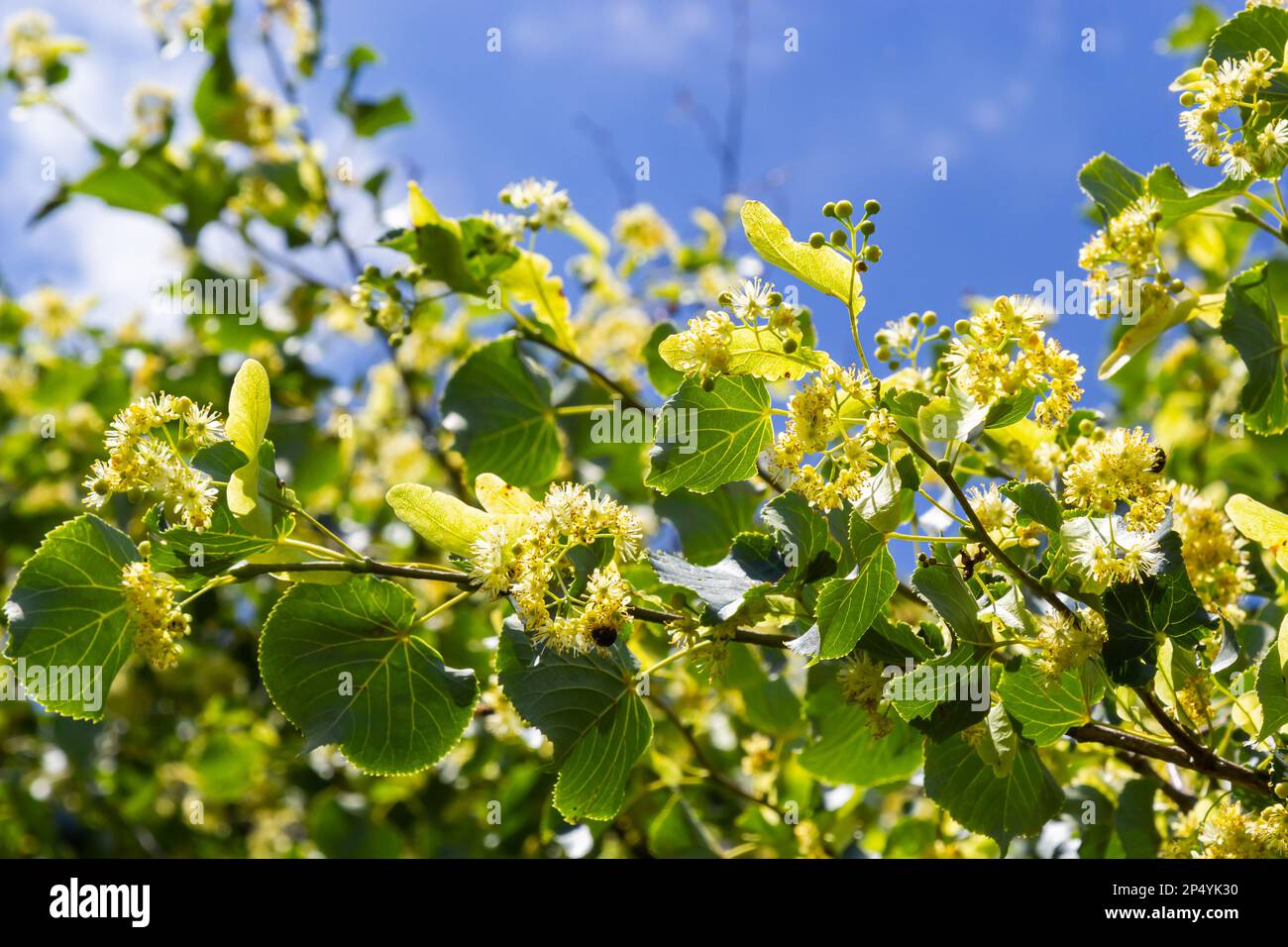 Linden tree flowers clusters tilia cordata, europea, small-leaved lime ...