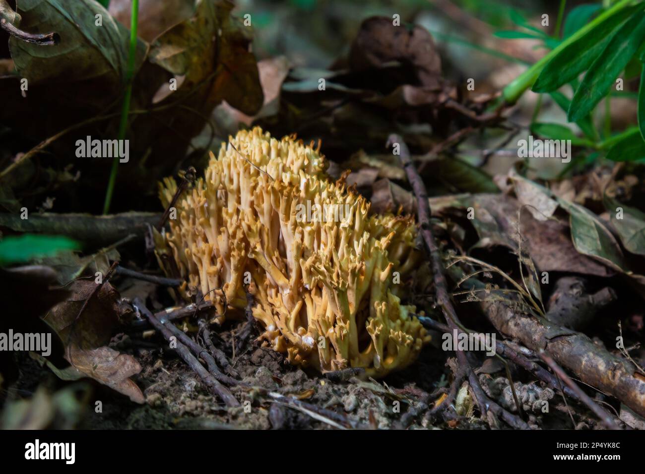 Ramaria stricta mushrooms growing in the forest. Ramaria Stricta Stock ...