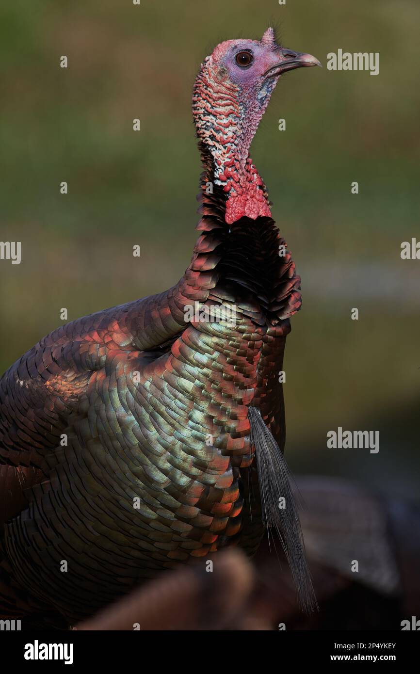 Truthühner hi-res stock photography and images - Alamy