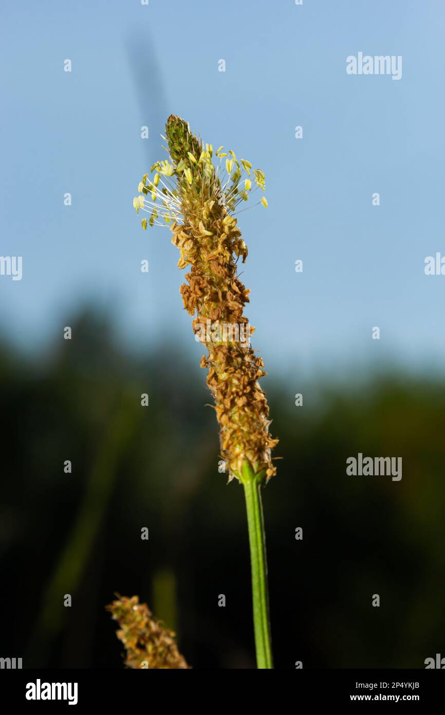 Plantago lanceolata is a species of flowering plant in the plantain ...