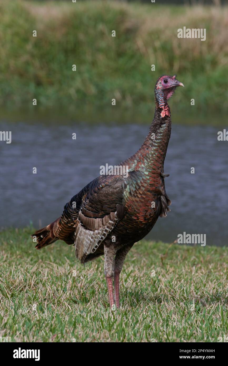 Florida vögel hi-res stock photography and images - Alamy