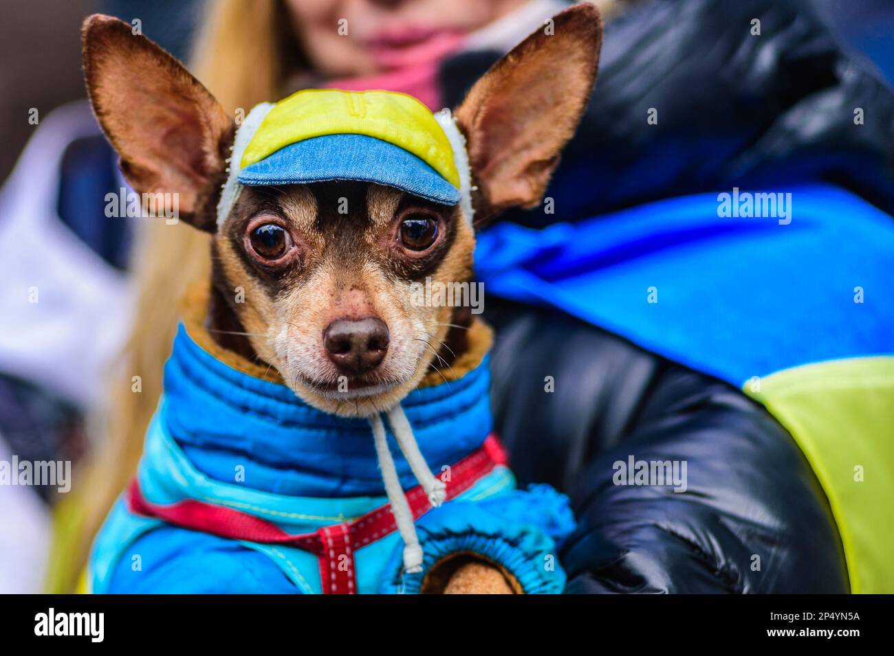 Demonstration against Putin and the war in ukraine in Brussels ...