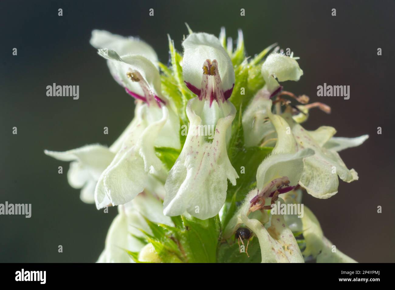 Stachys recta, commonly known as stiff hedgenettle or perennial yellow ...