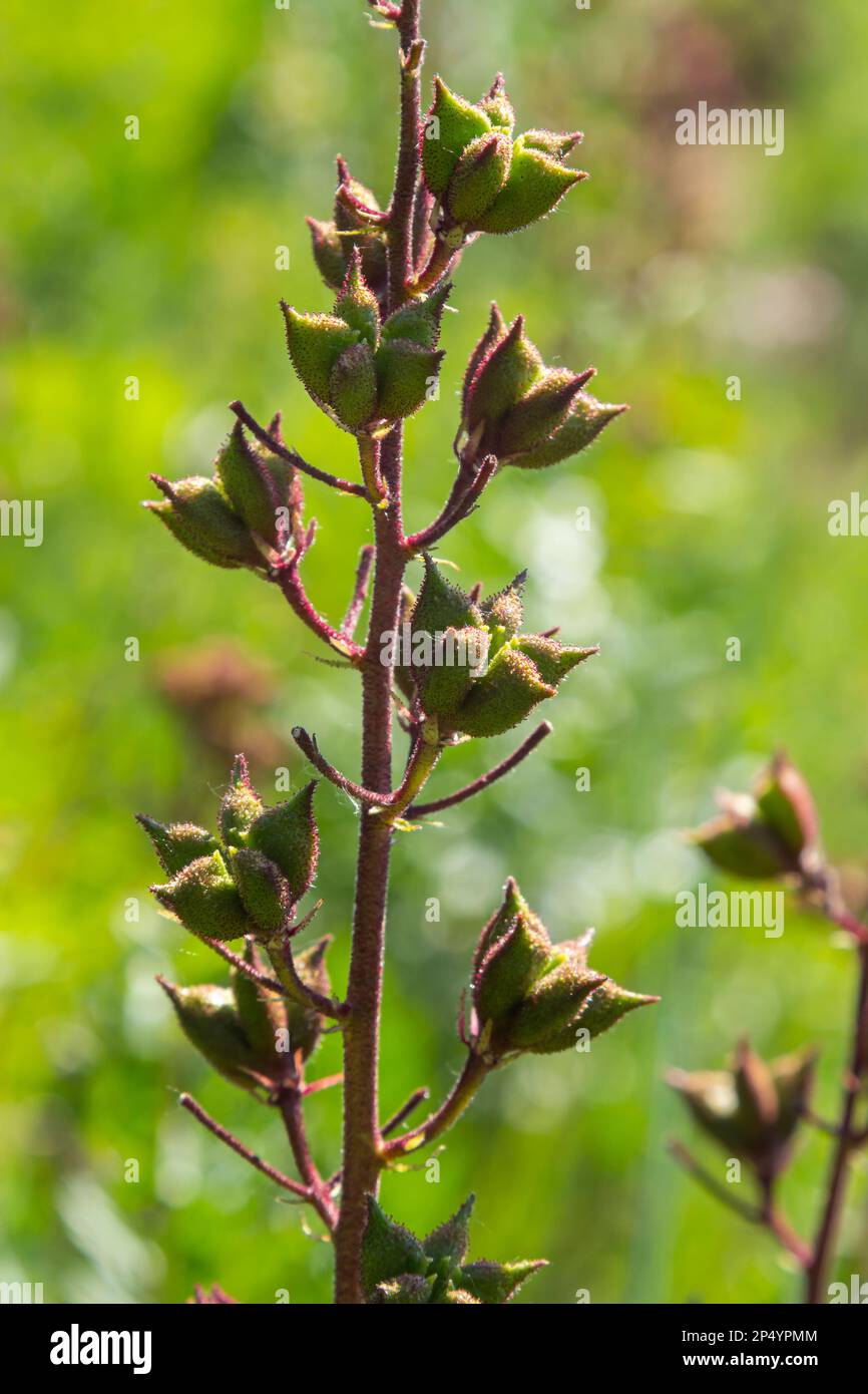 Seeds on stalks Dictamnus Albus is a genus of flowering plant in the ...