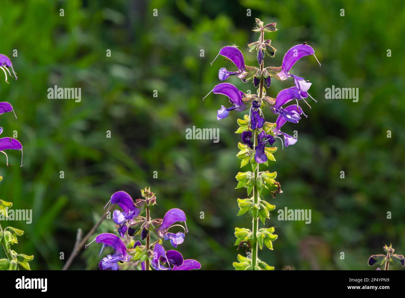 Salvia pratensis, the meadow clary or meadow sage, is a species of ...