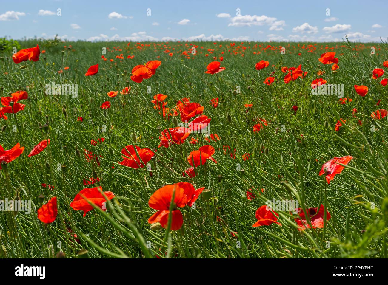 Common names for Papaver rhoeas include corn poppy, corn rose, field ...