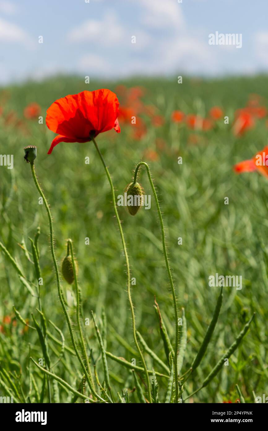 Common names for Papaver rhoeas include corn poppy, corn rose, field ...