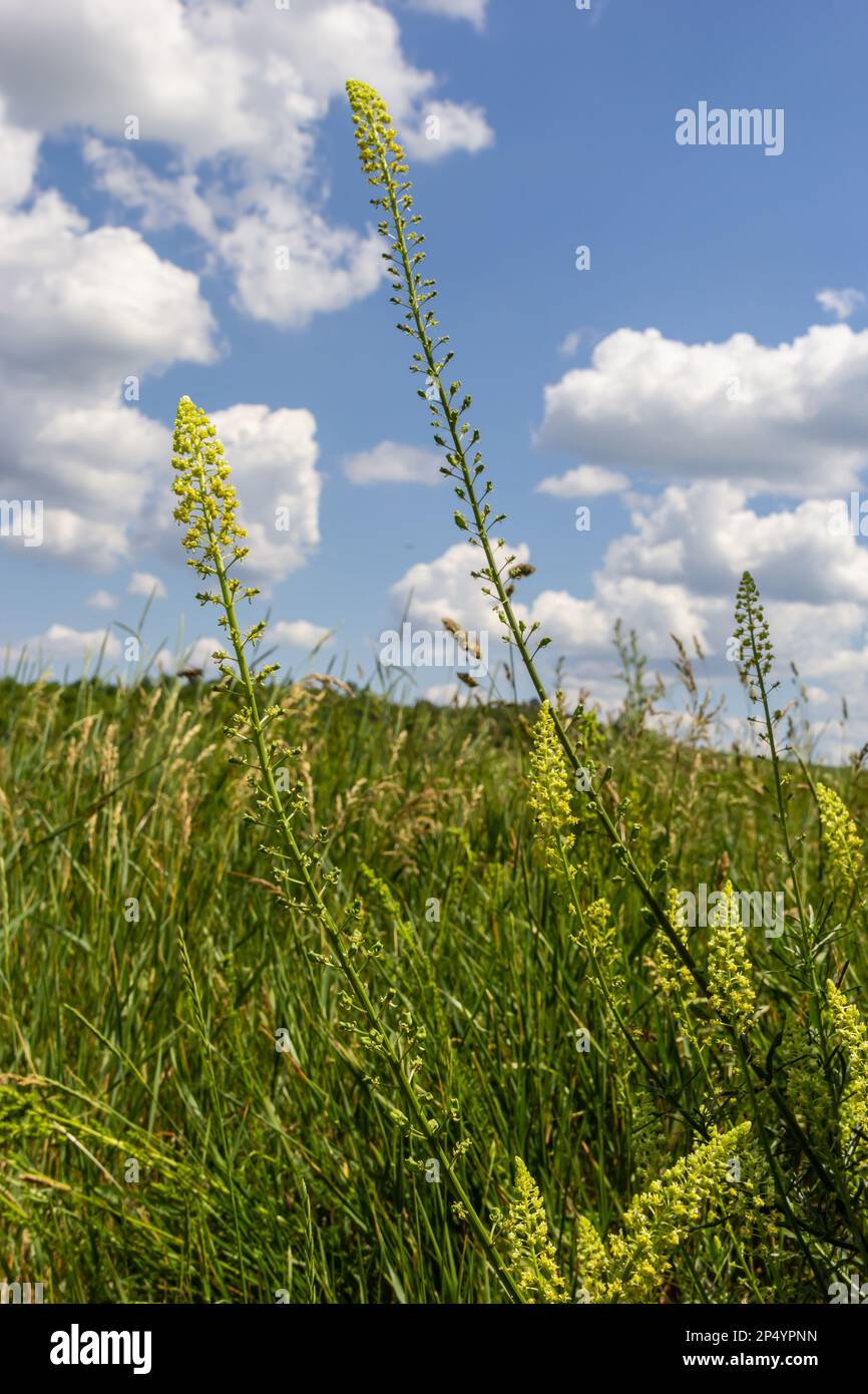 Mignonette flower hi-res stock photography and images - Alamy