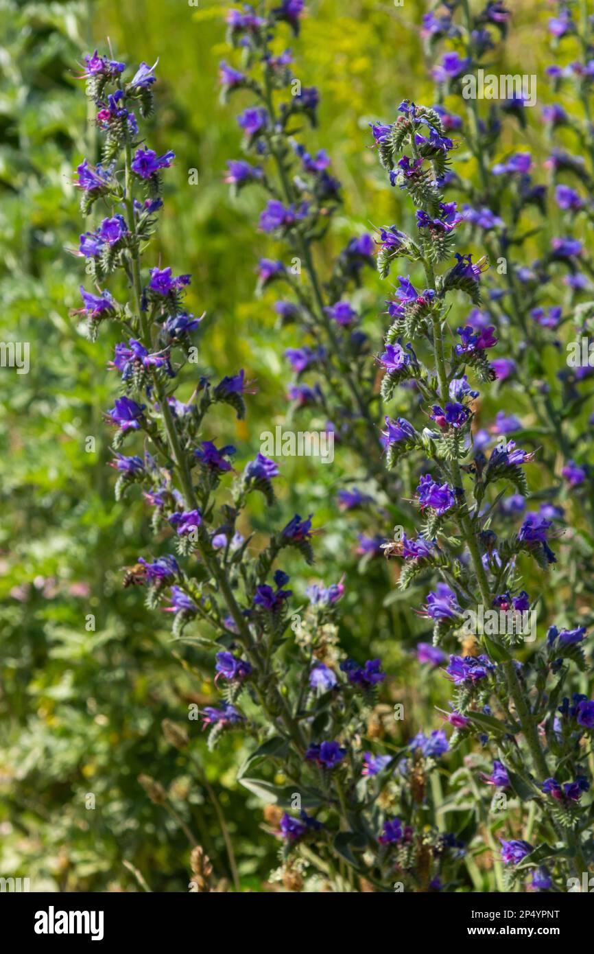 Blue melliferous flowers - Blueweed Echium vulgare. Viper's bugloss is ...