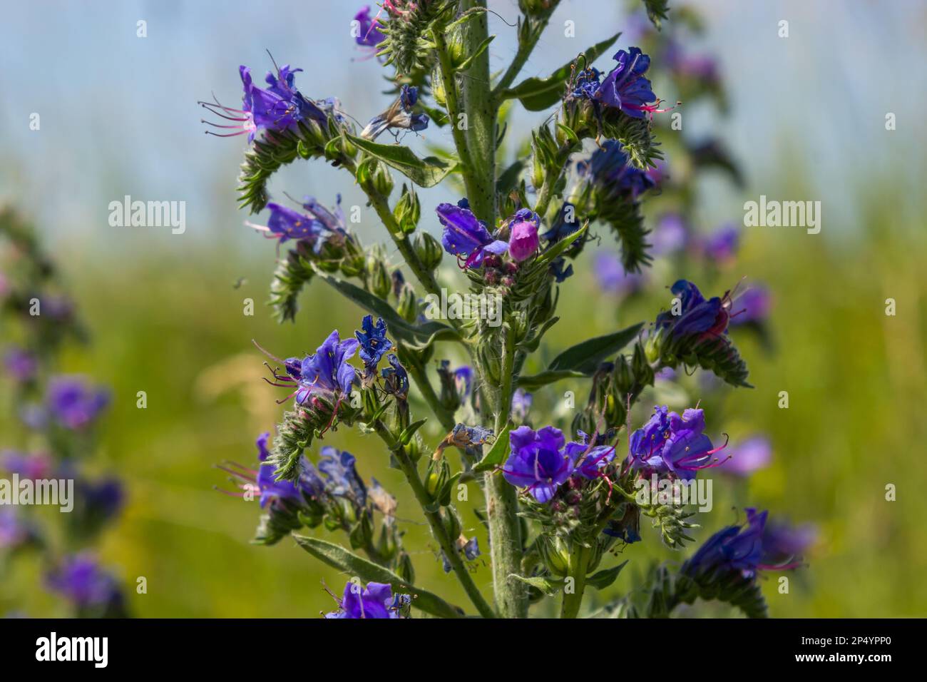 Blue melliferous flowers - Blueweed Echium vulgare. Viper's bugloss is ...