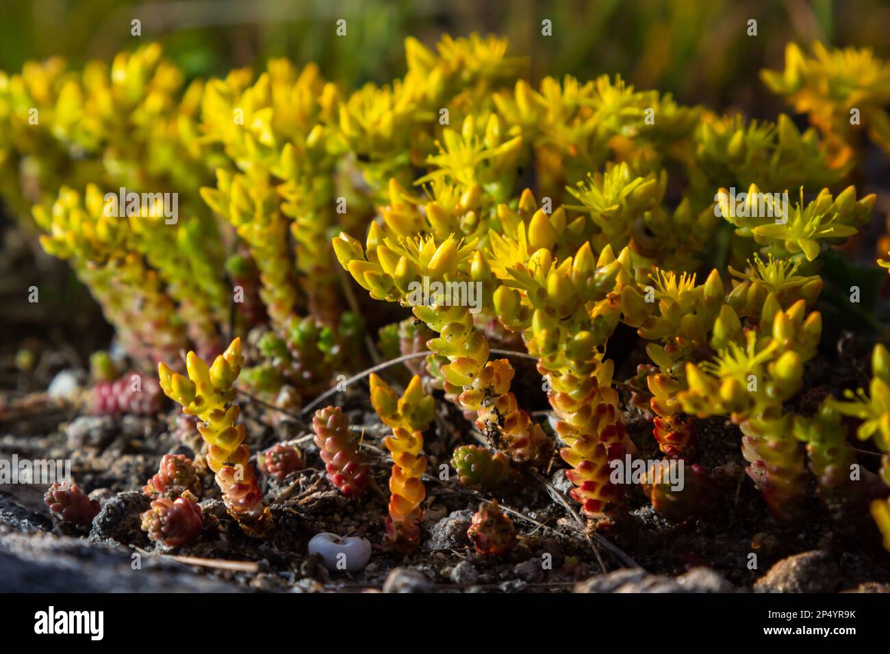 Sedum acre, Sedum album is the perennial herbaceous succulent plant ...