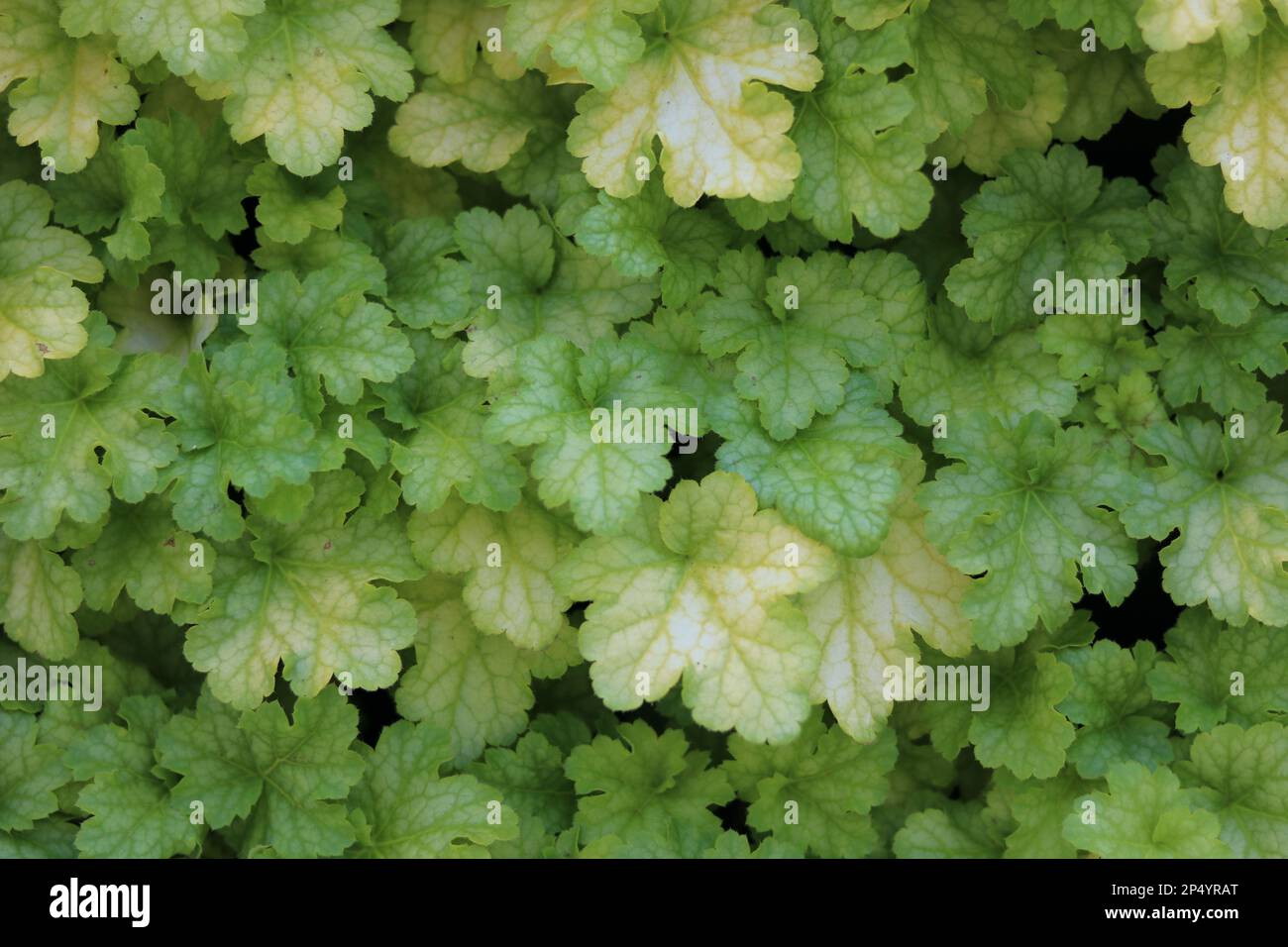 Full frame horizontal image of bright green frilly heuchera leaves ...
