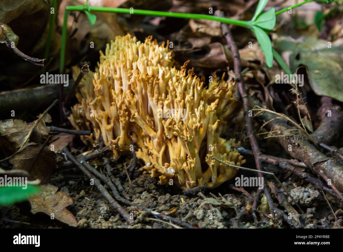 Ramaria stricta mushrooms growing in the forest. Ramaria Stricta Stock ...