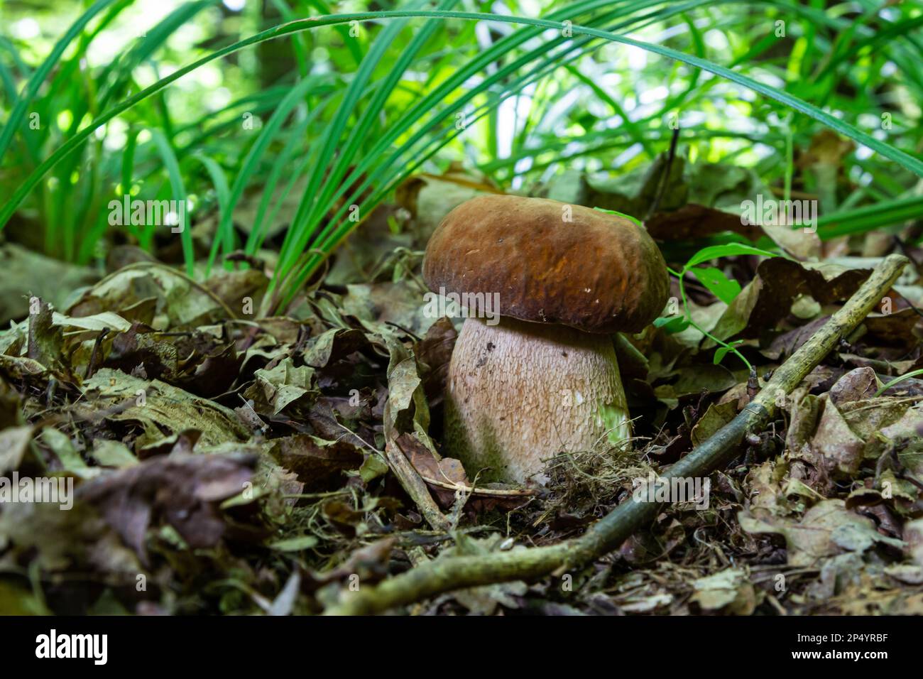 Boletus reticulatus and commonly referred to as the summer cep is a ...