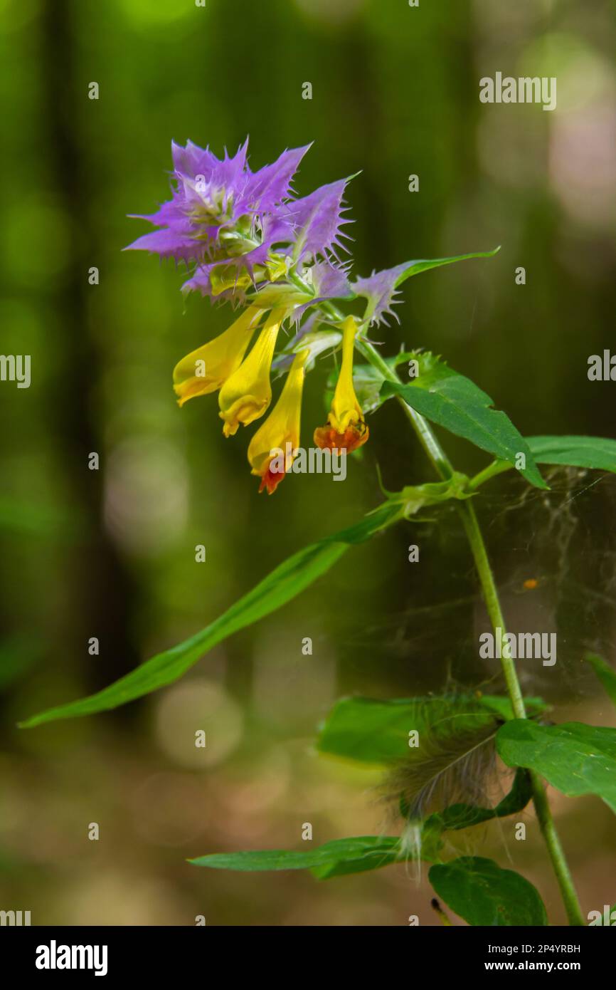 Melampyrum. Field flower. The flower of a cowwheat growing on a summer meadow Stock Photo - Alamy