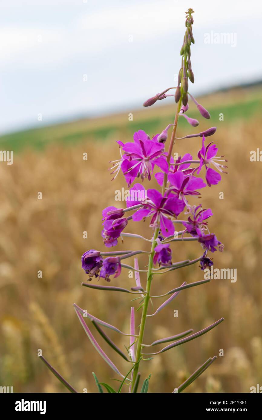 Closeup of pink flower of rosebay willowherb Chamaenerion angustifolium on light green ...