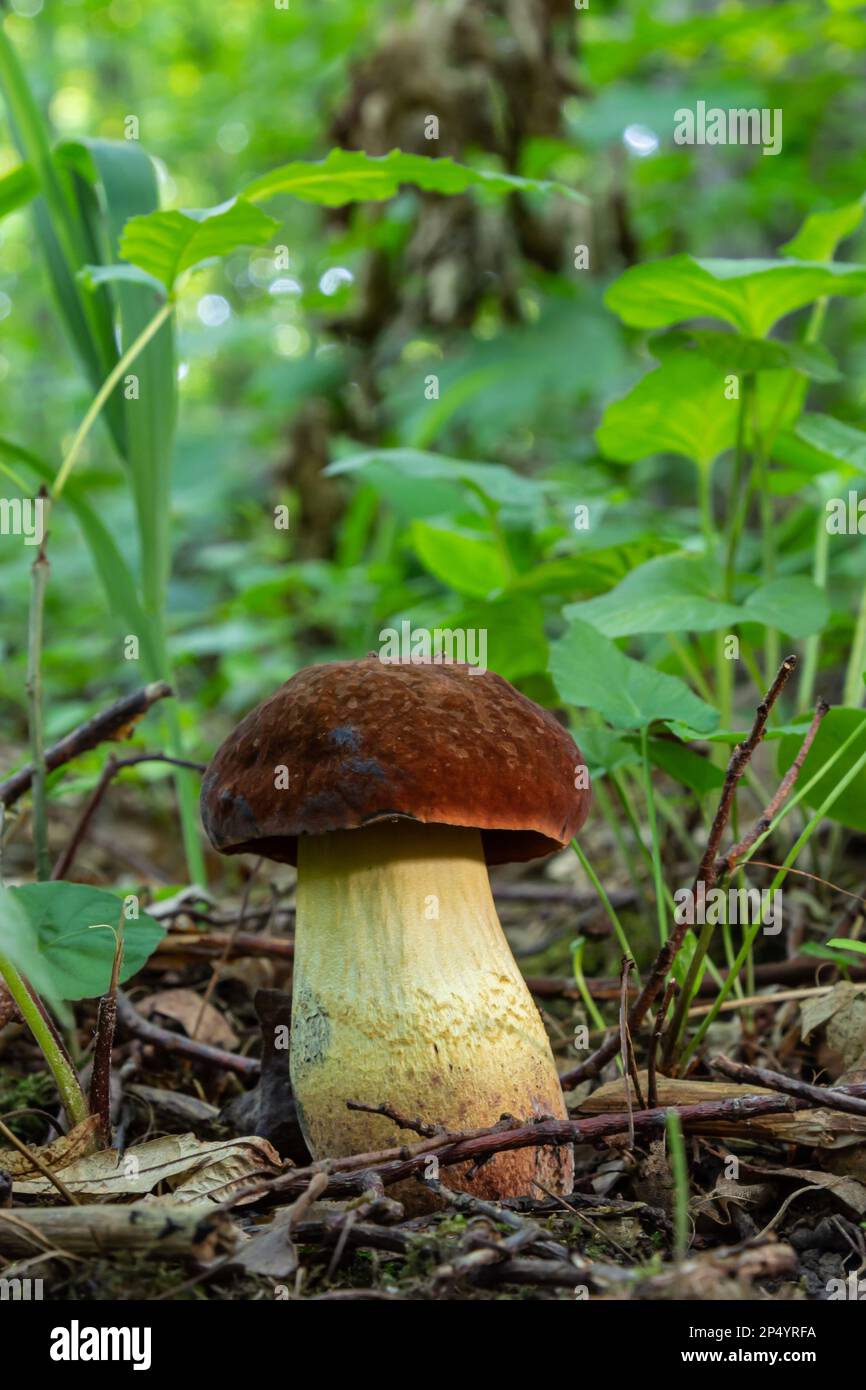 Bay bolete boletus badius hi-res stock photography and images - Alamy