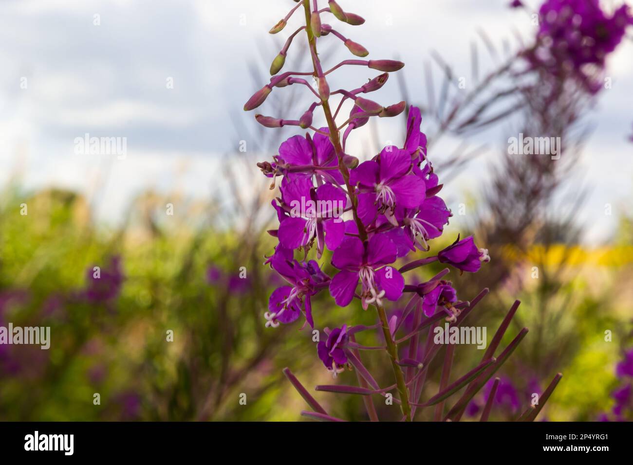 Closeup of pink flower of rosebay willowherb Chamaenerion angustifolium on light green ...