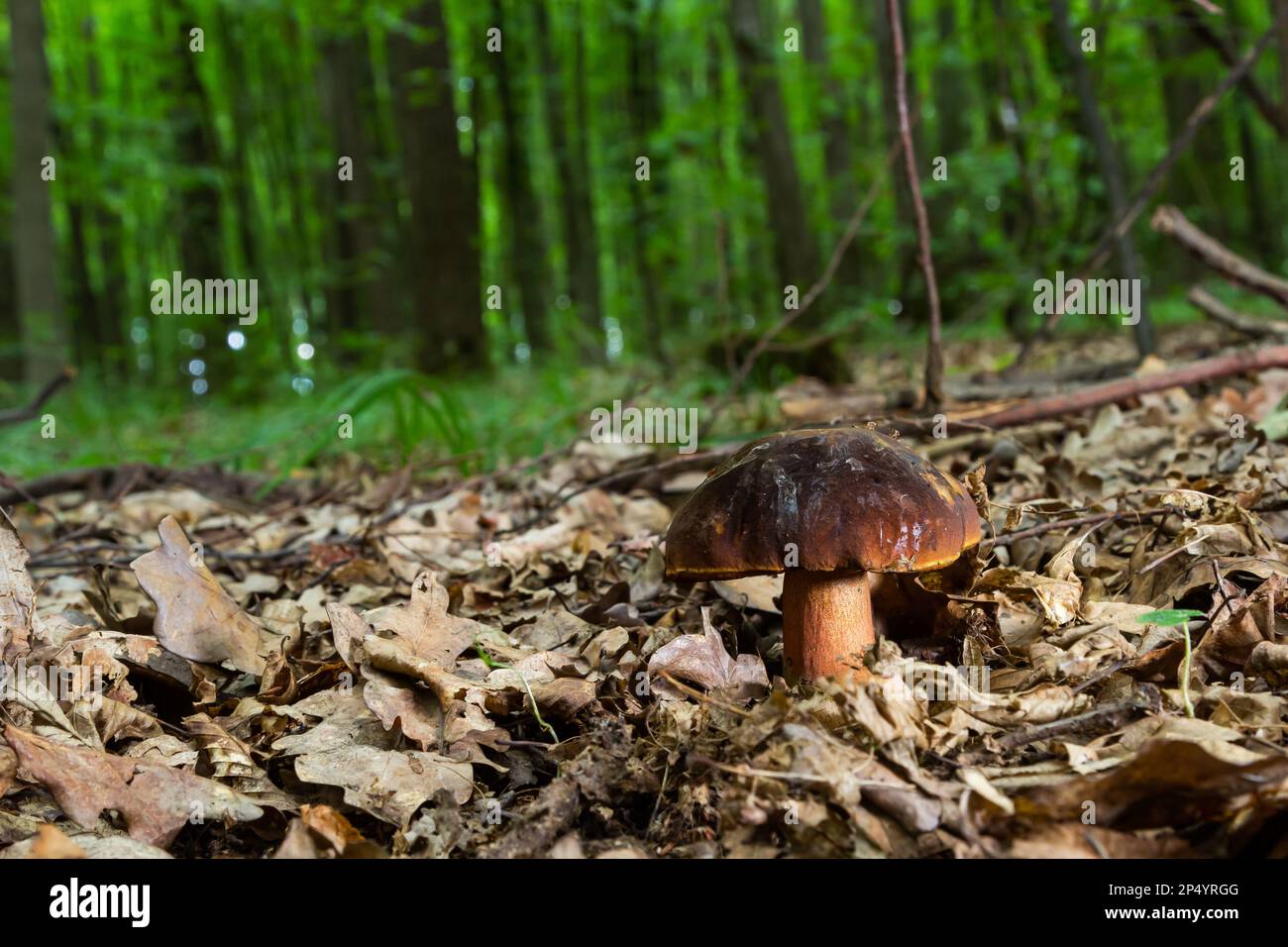 Boletus erythopus or Neoboletus luridiformis mushroom in the forest ...