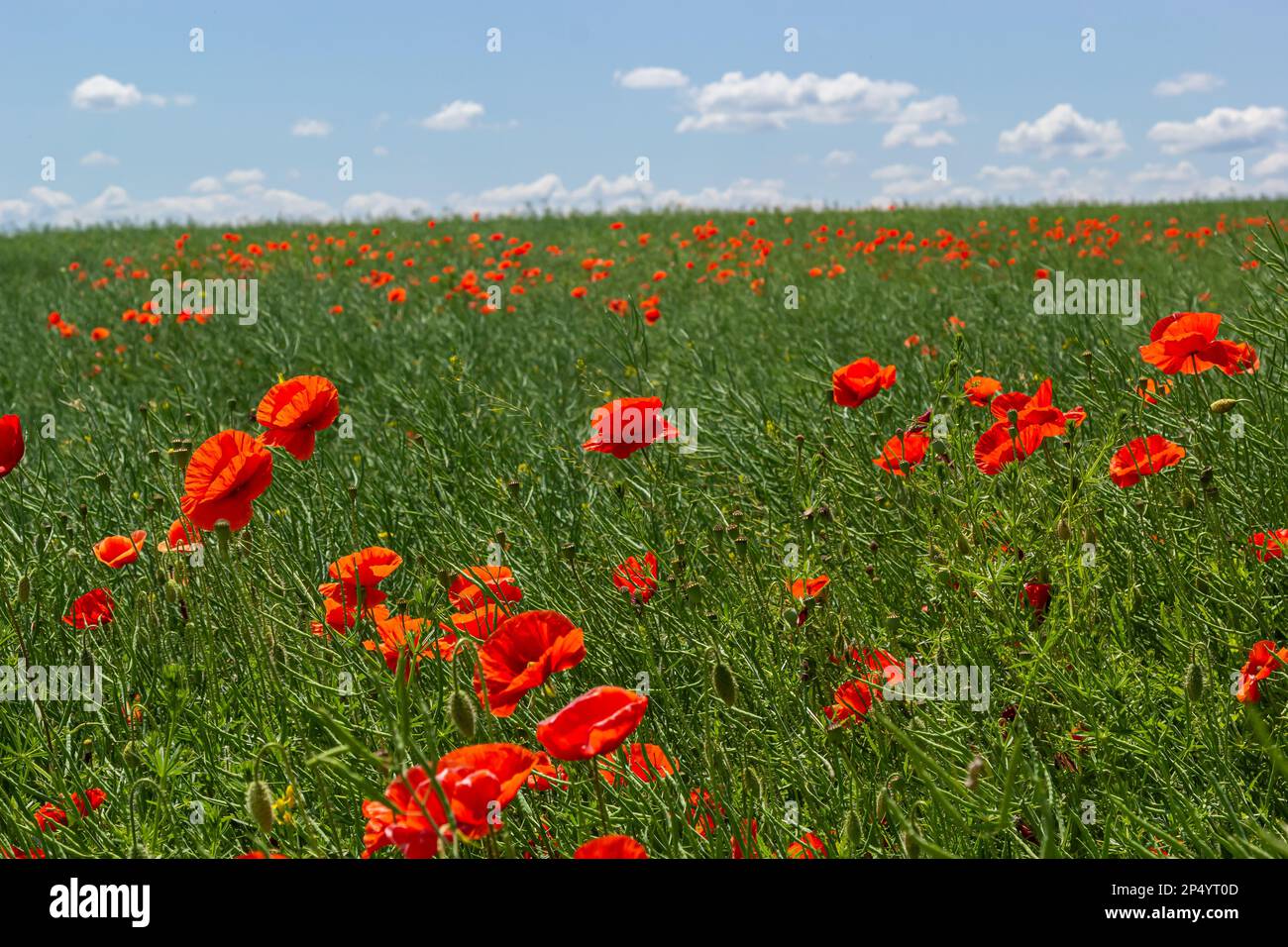 Common names for Papaver rhoeas include corn poppy, corn rose, field ...