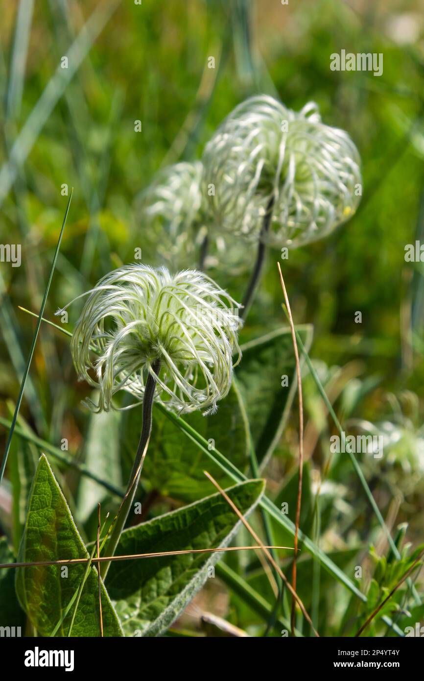 Group of seeds on stems Sugarbowls Leatherflowers in alpine field Stock ...