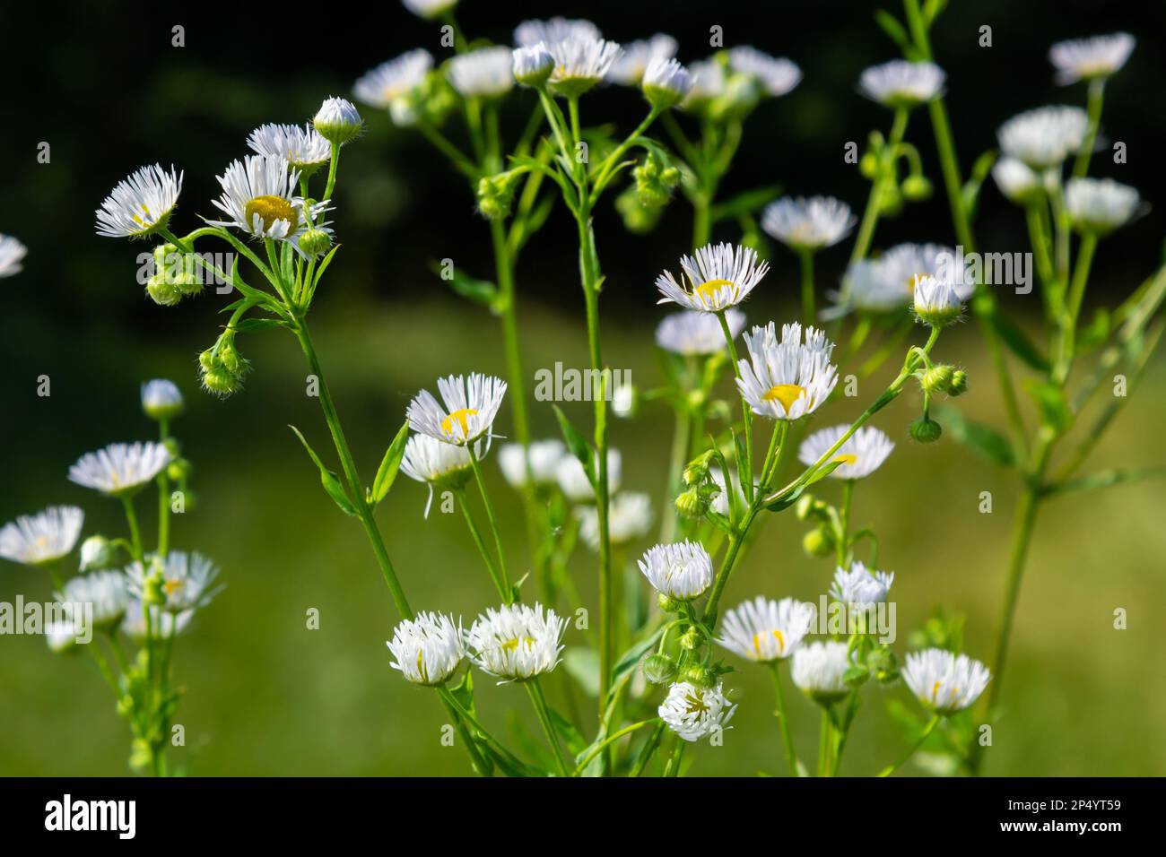 Annual fleabane Erigeron annuus, Daisy fleabane Eastern daisy fleabane ...