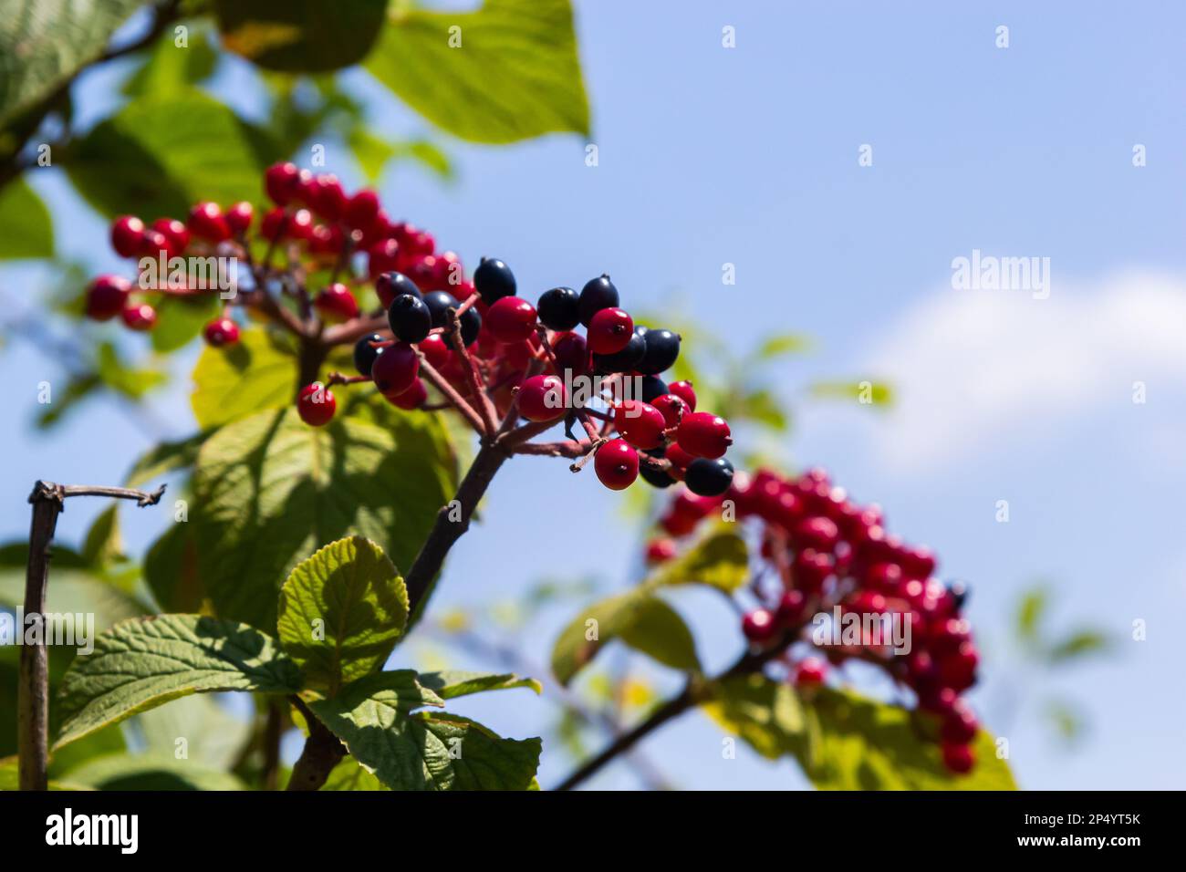 The fruit Viburnum lantana. Is an green at first, turning red, then ...