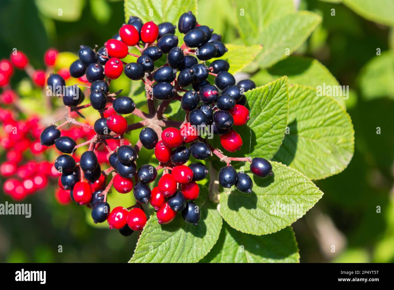 The fruit Viburnum lantana. Is an green at first, turning red, then ...