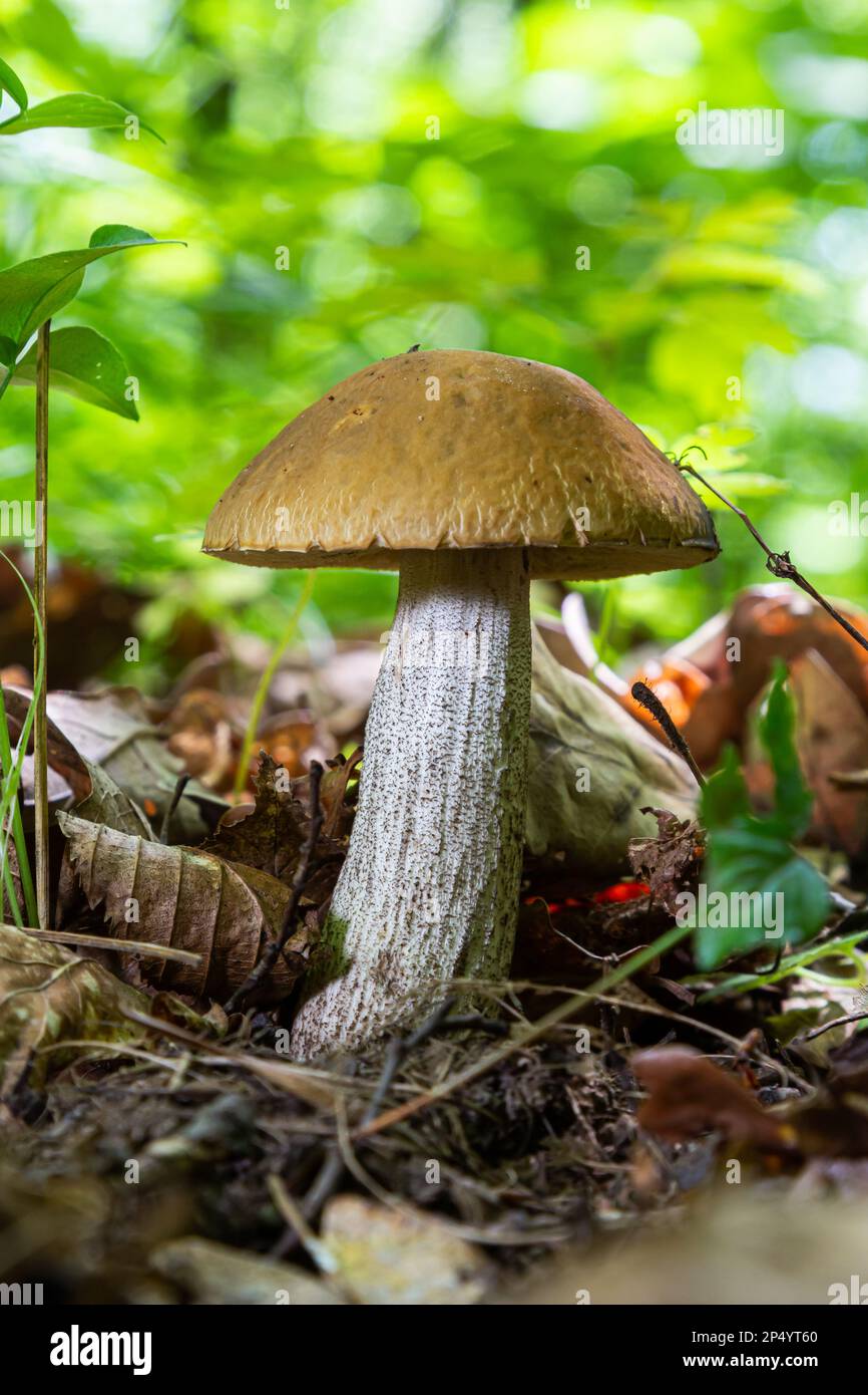 Edible mushroom Leccinum scabrum in the birch forest. Known as birch ...