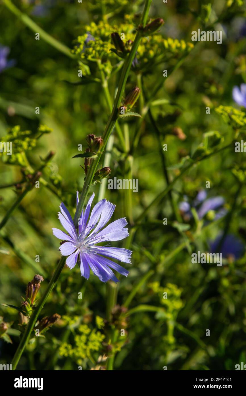 Blue flowers of chicory on the background of the summer landscape Stock ...