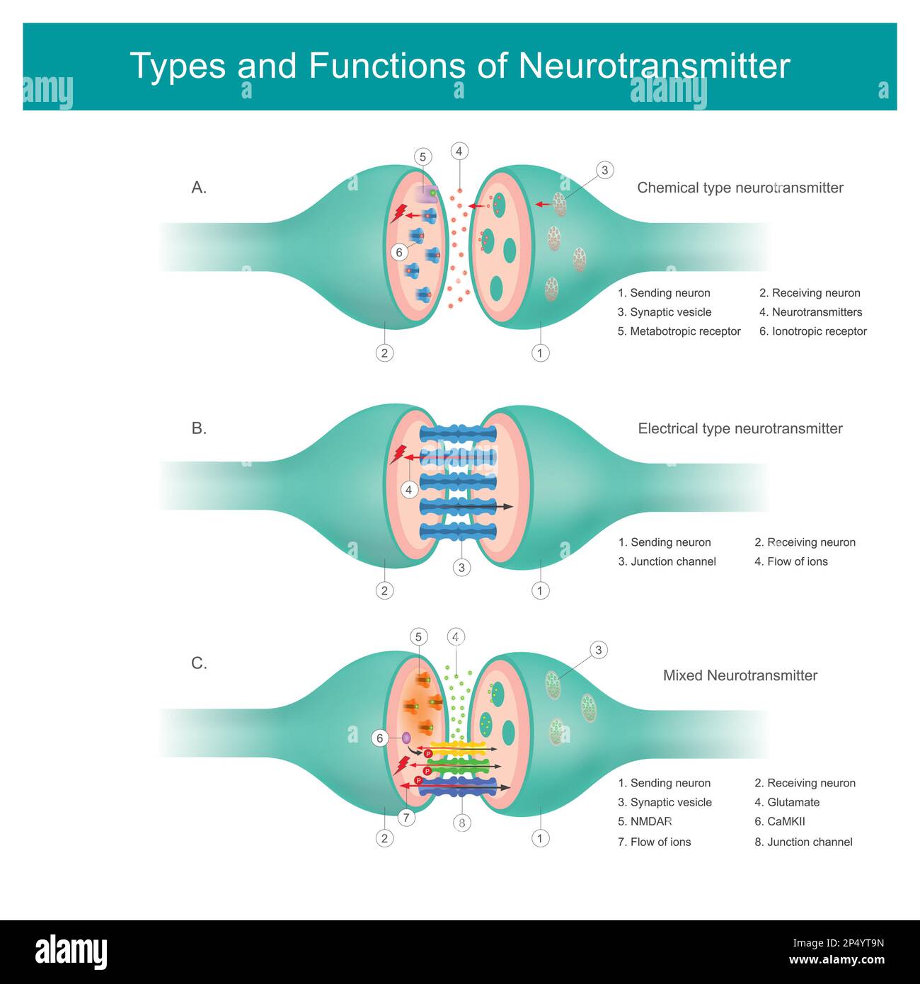 Types and Functions of Neurotransmitter. A Neurotransmitter are ...