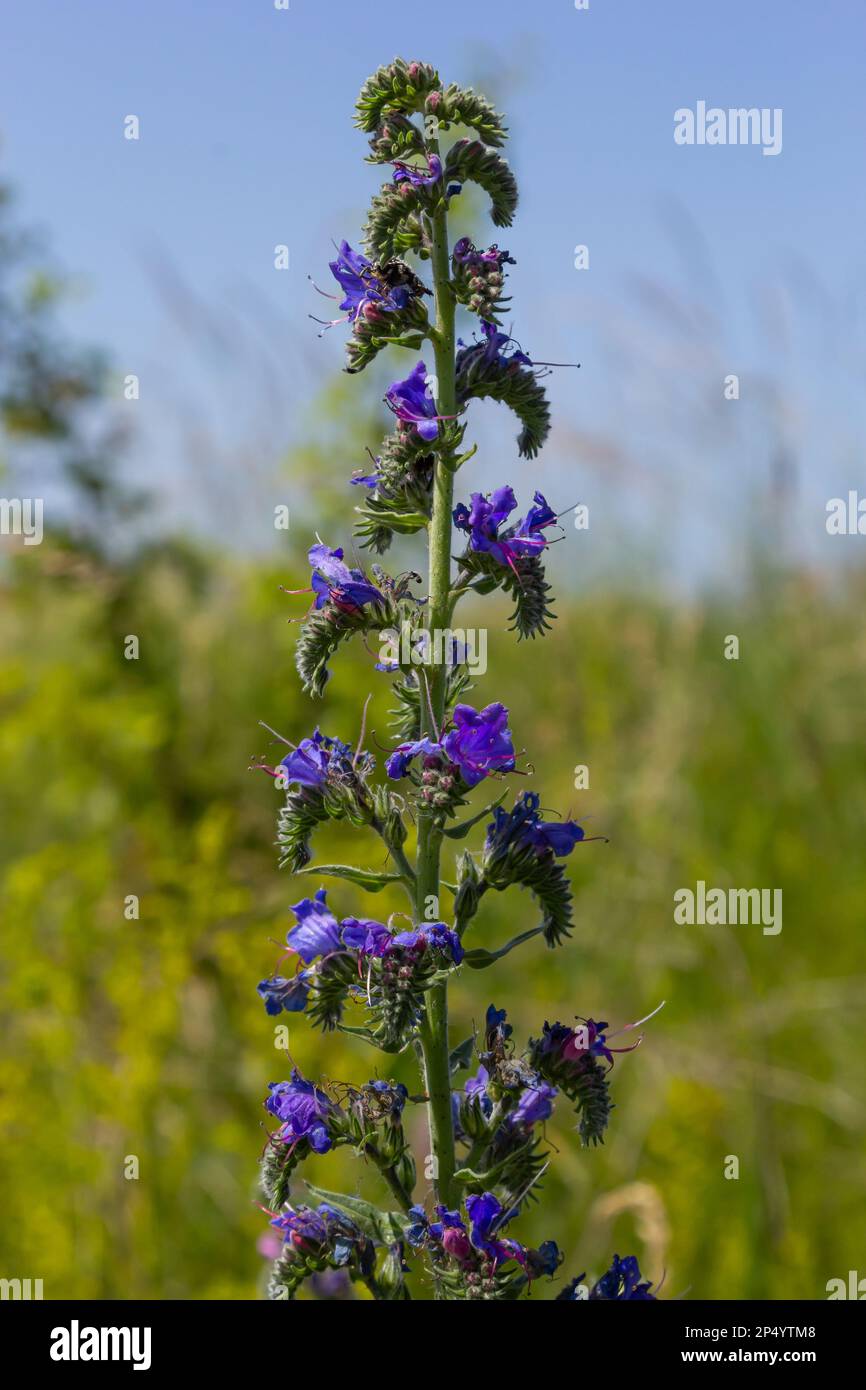 Blue melliferous flowers - Blueweed Echium vulgare. Viper's bugloss is ...