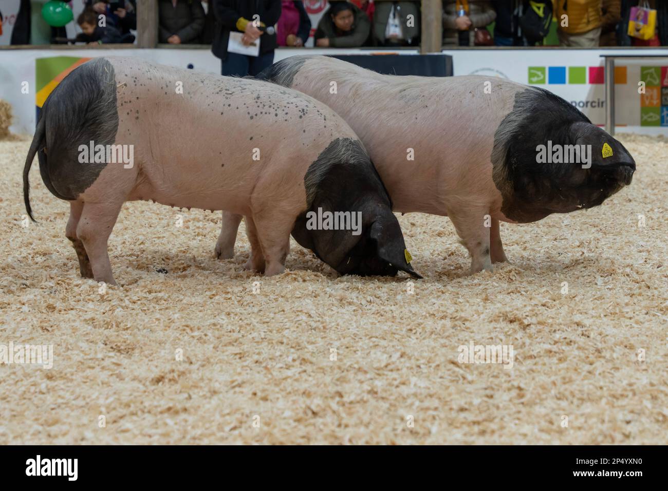 Basque domestic pig hi-res stock photography and images - Alamy