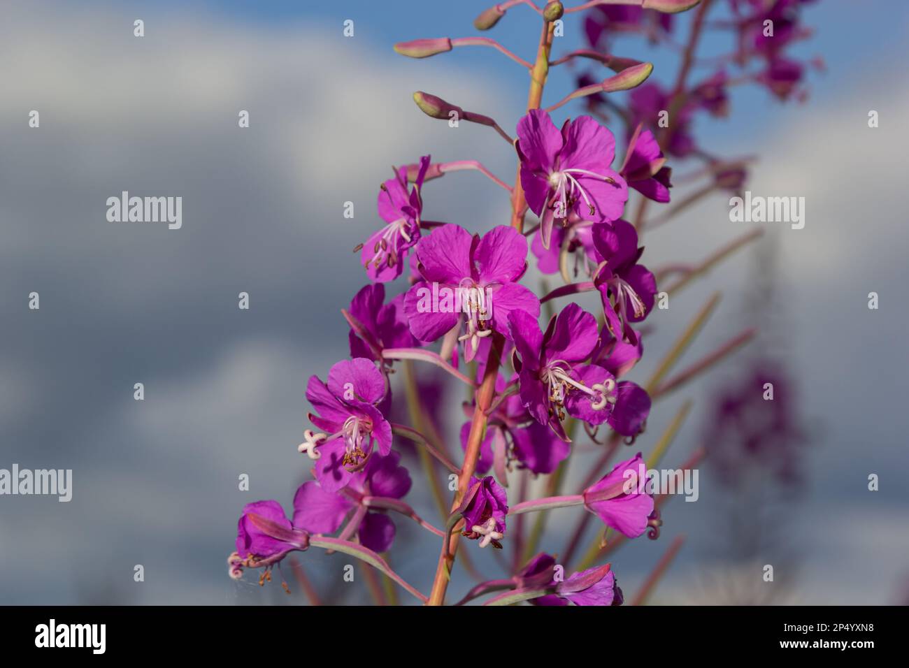 Ivan chai, Chamaenerion angustifolium, fireweed, great willowherb ...